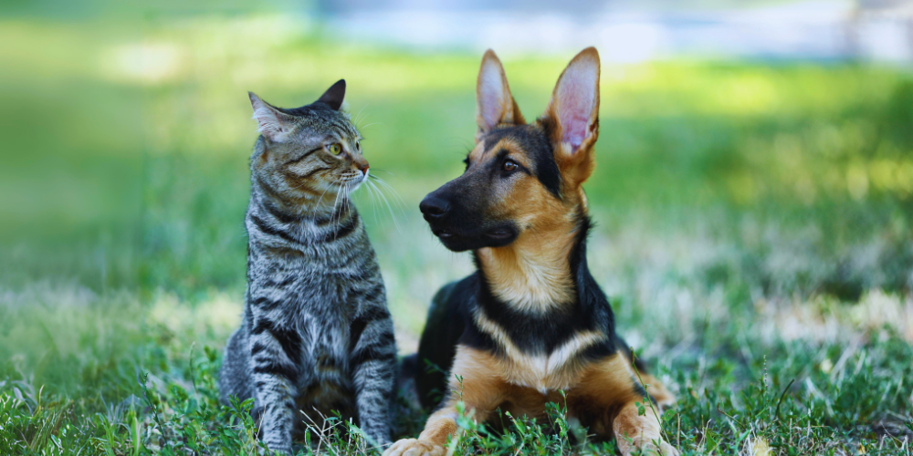 Preventing Jealousy in a Multi-Pet Home | CanadaVet