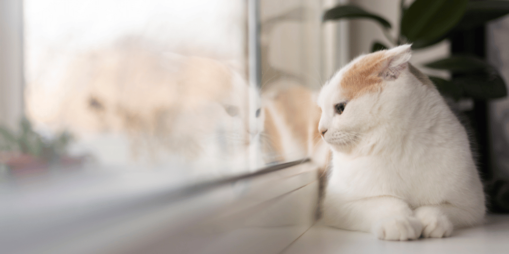 How to Help Cat Separation Anxiety | Symptoms, Treatment & Tips