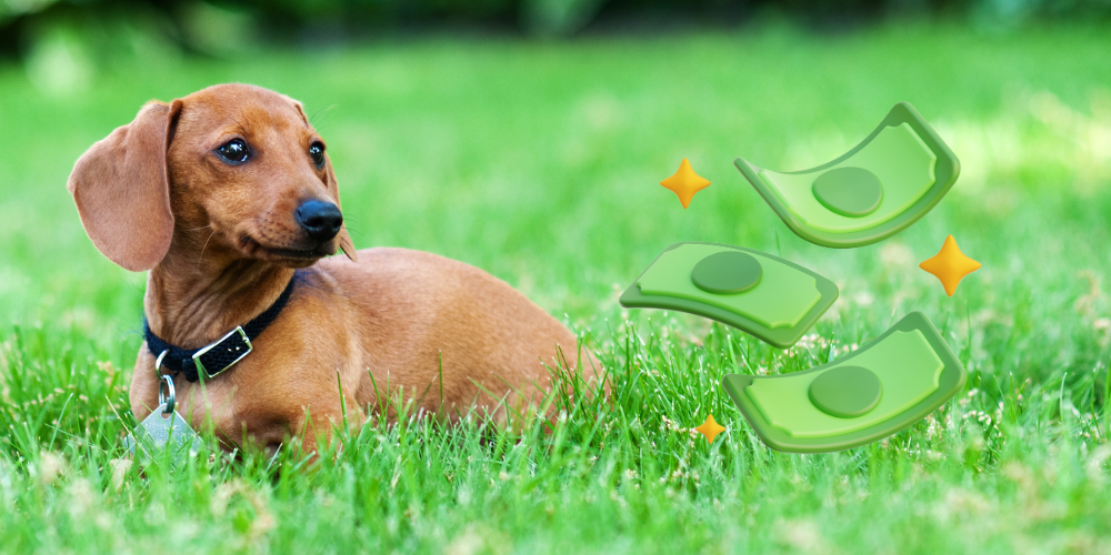 Ways to Save Money on Your Dog | Budget-Friendly Tips | CanadaVet