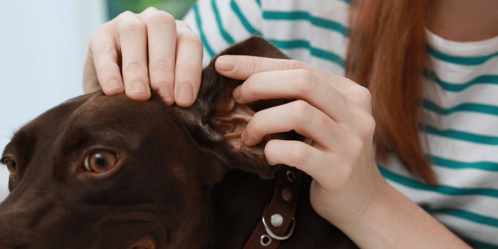 Dog Ear Infections Explained | Treat Dog Ear Infections | CanadaVet