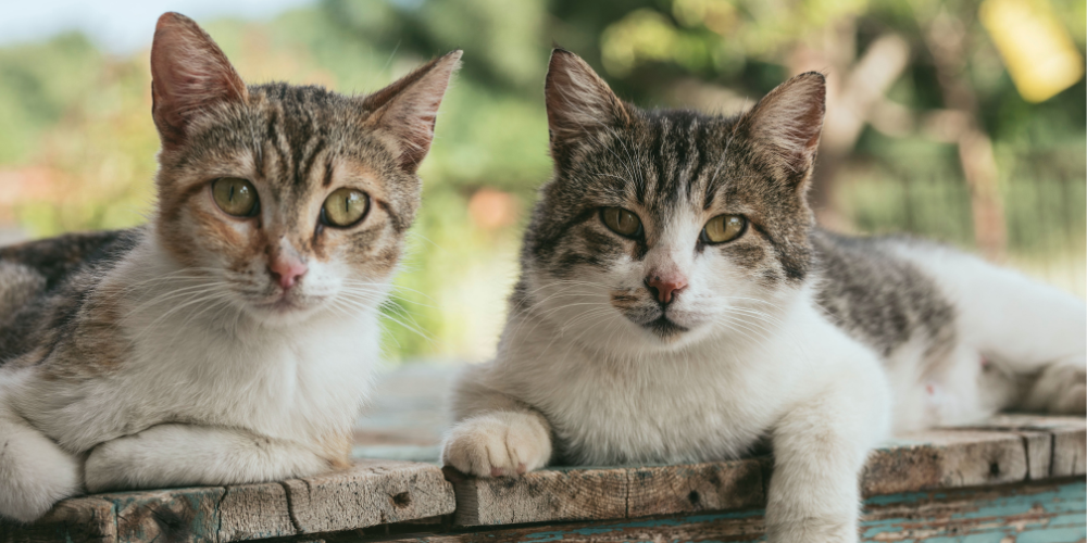 Thinking About Getting A Second Cat? Here's What You Need To Know.