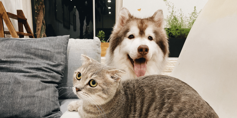 Guide to Relieving Your Pet's Pain with Corticosteroids | CanadaVet