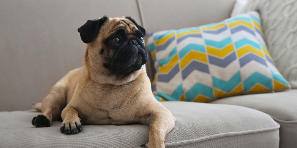 Understanding Pet Dander and How to Treat It | CanadaVet