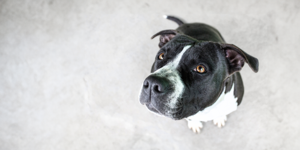 Why Your Pet Stares at The Wall - Explained | CanadaVet