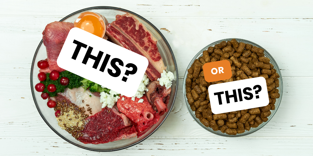 Expert Tips to Dog Nutrition | CanadaVet