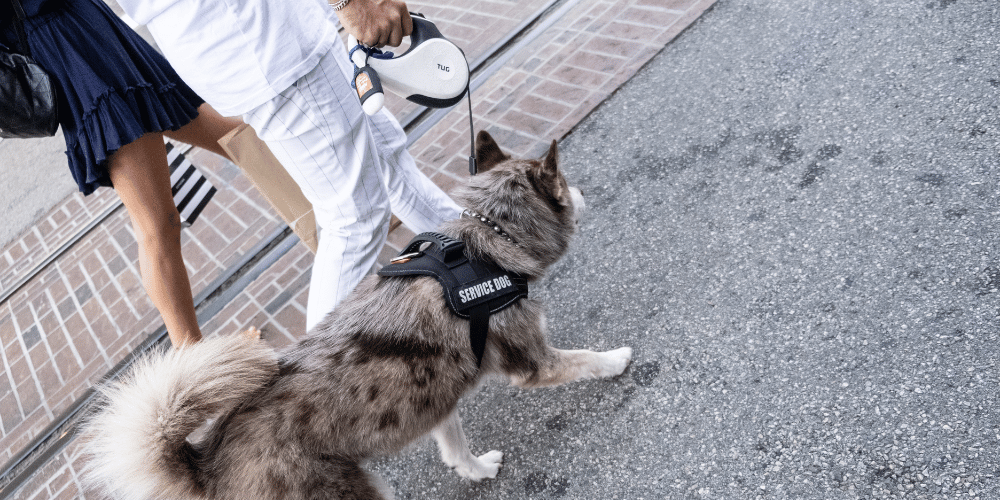 9 Types of Service Dogs And The Awesome Jobs They Do