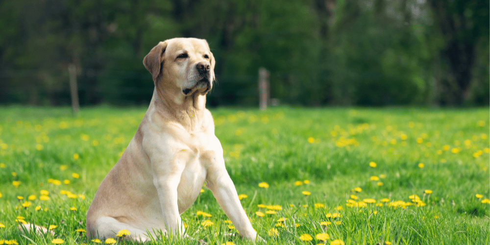 America's Top Dog Breeds: State by State Breakdown | CanadaVet Blog
