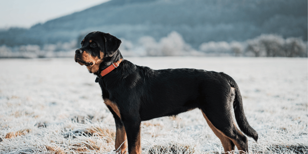 America's Top Dog Breeds: State by State Breakdown | CanadaVet Blog